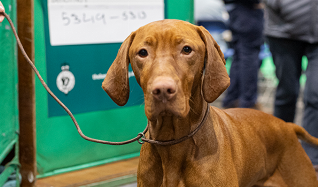 Crufts 2025 - Gundog Additional Offers