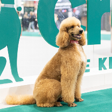 Crufts 2025 - Utility and Toy Additional Offers