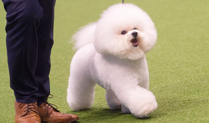 Crufts 2026 - Utility & Toy - Birmingham - The NEC - Sat, Mar 7, 2026 ...